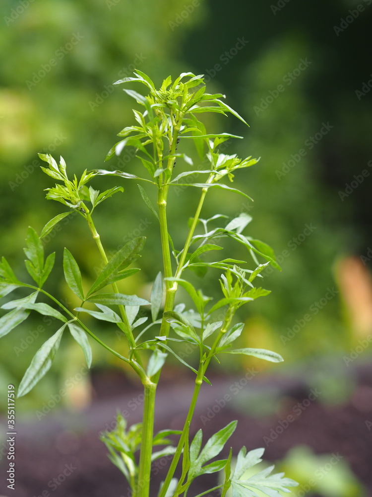 Agricultural spring background. Plant the parsley seasoning herb, in ...