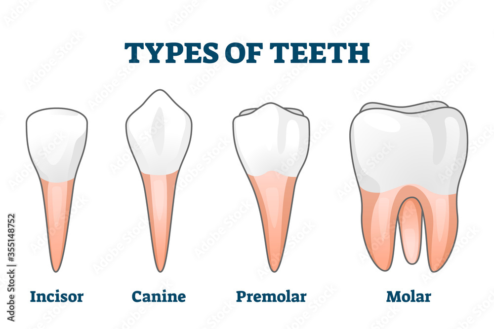 Types of teeth vector illustration. Various human tooth examples ...