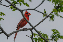 Male Cardinal Singing In Tree Free Stock Photo - Public Domain Pictures