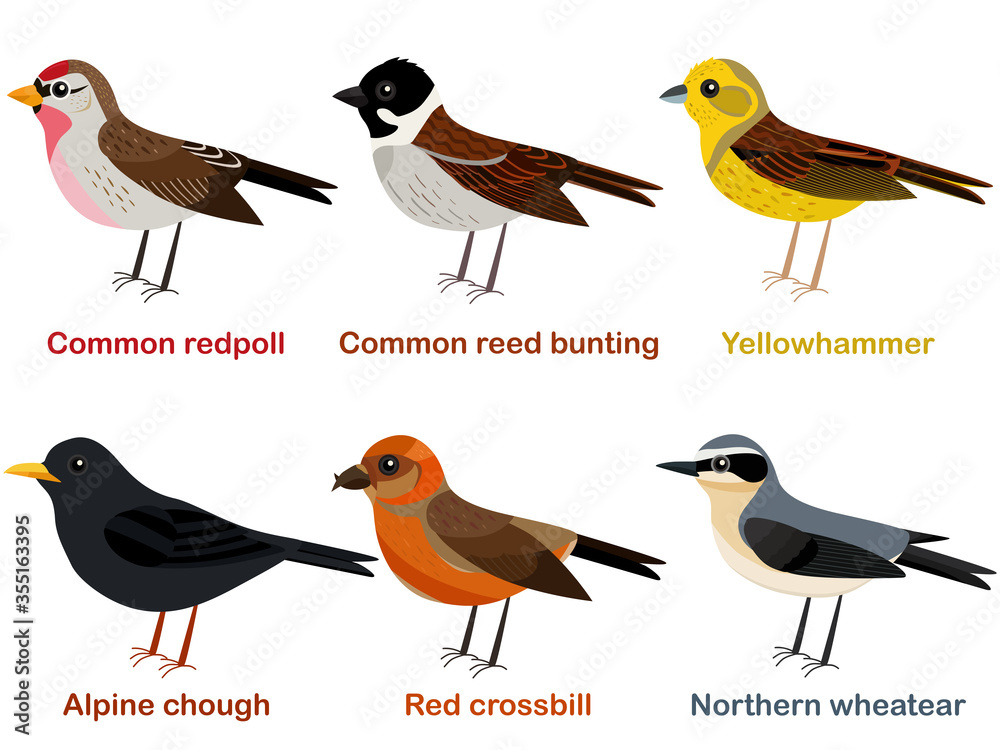 Vector illustration set of cute European bird cartoons - Common redpoll ...