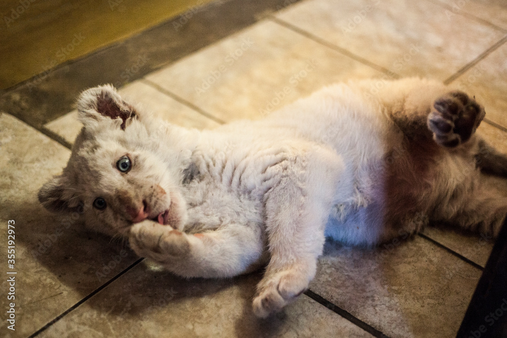 Cute white tiger in ZOO breeding center Stock Photo | Adobe Stock
