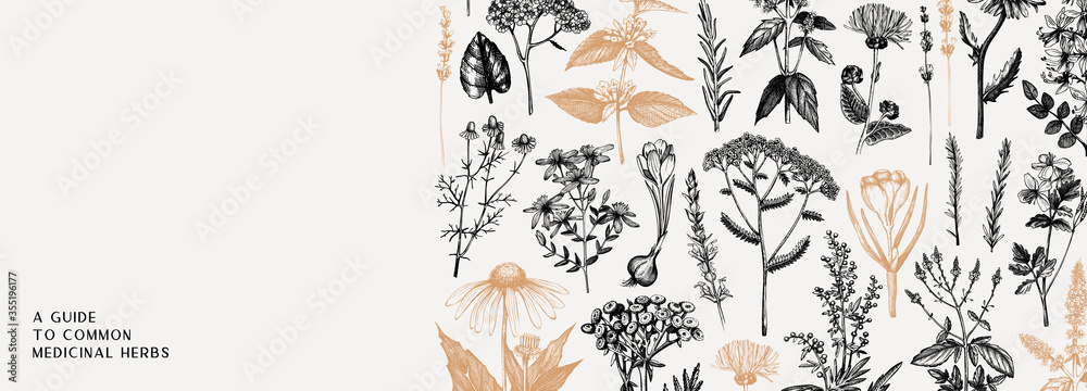 Hand-drawn medicinal herbs banner design in color. Wildflower, weed ...