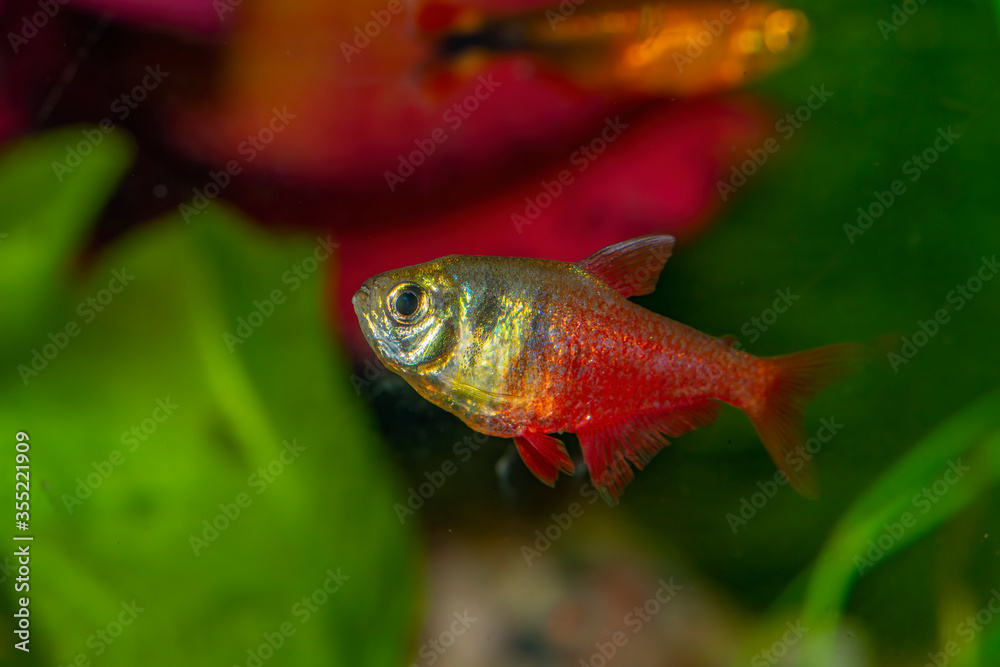 The flame tetra (Hyphessobrycon flammeus), also known as the red tetra ...