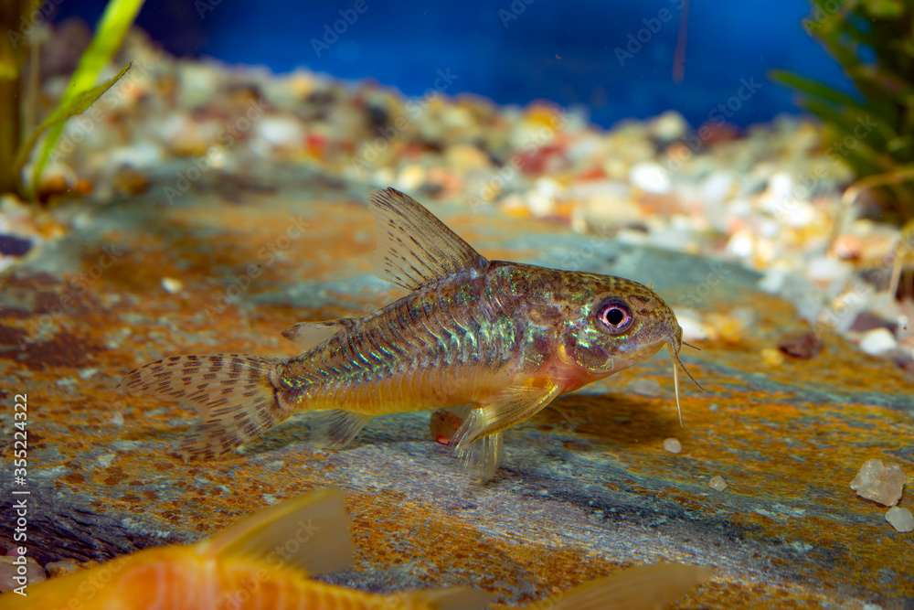 Corydoras paleatus is a species of catfish (order Siluriformes) of the ...