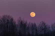 Full Moon Over Trees In Purple Sky Free Stock Photo - Public Domain ...