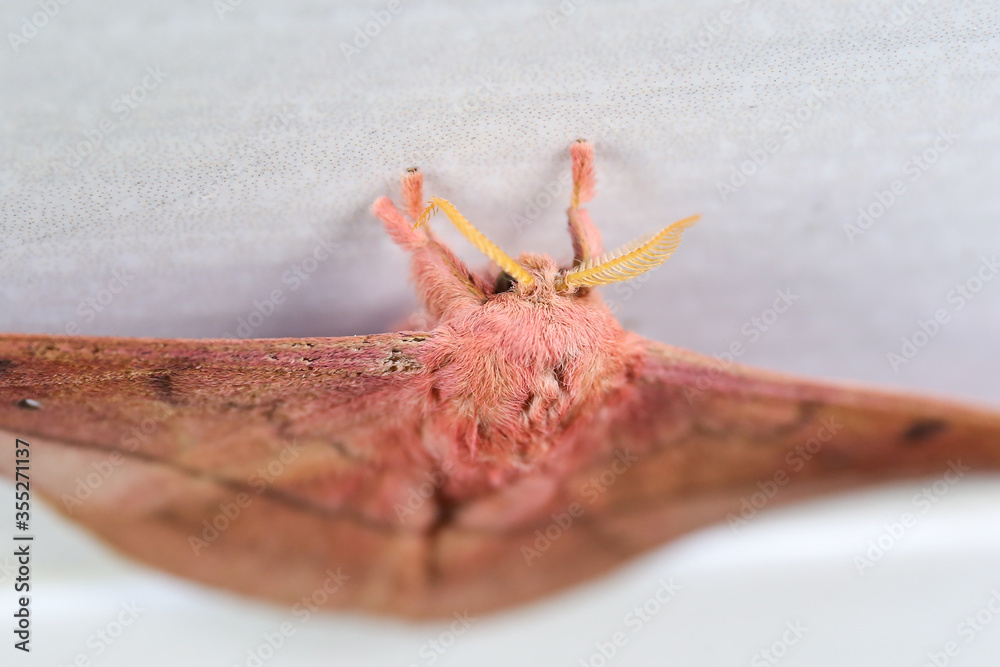 Emperor Gum Moth (Opodiphthera eucalypti) is a Australian moth ...