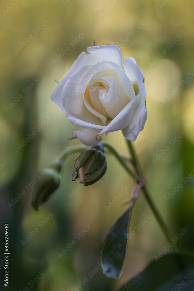 Rose bud opening in dappled light Stock Photo | Adobe Stock