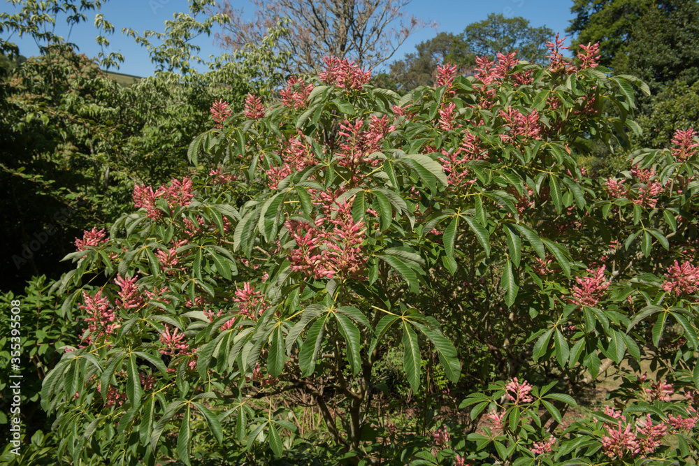 Pink Summer Flowering Deciduous Red Buckeye Tree (Aesculus pavia 'Rosea ...