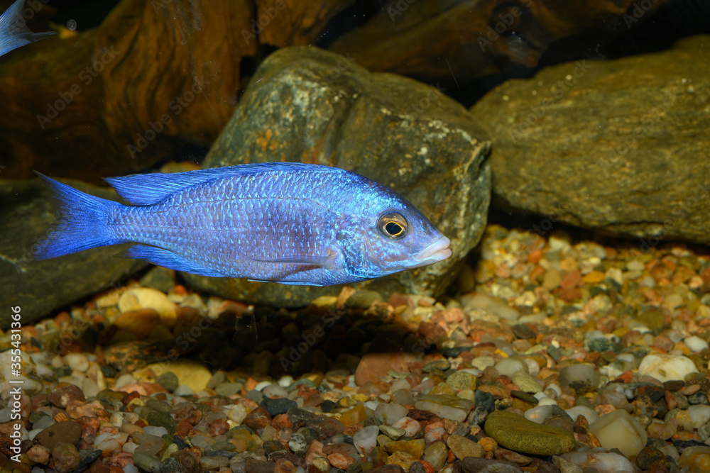 Placidochromis phenochilus is a species of cichlid endemic to the ...