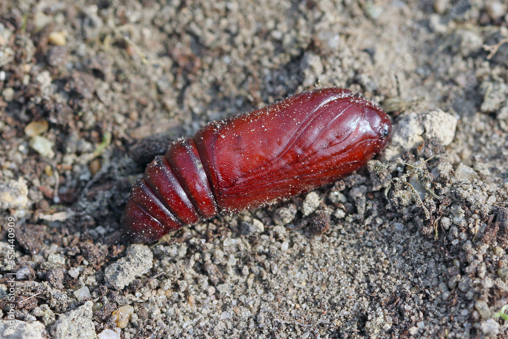 Pupa of the large yellow underwing (Noctua pronuba). It is a moth from ...