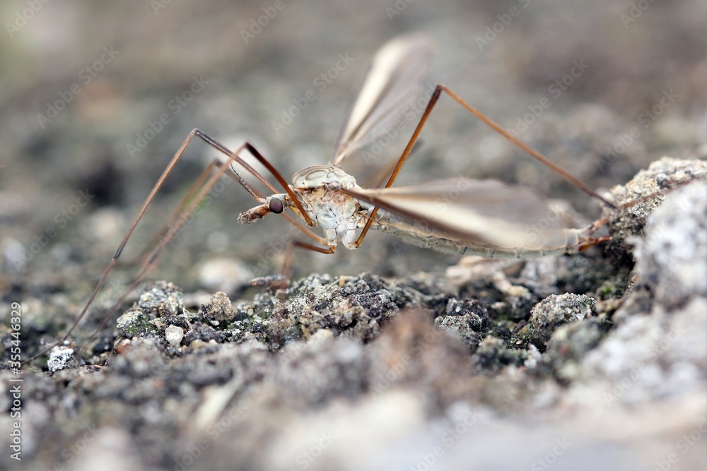 Crane fly is a common name referring to any member of the insect family ...