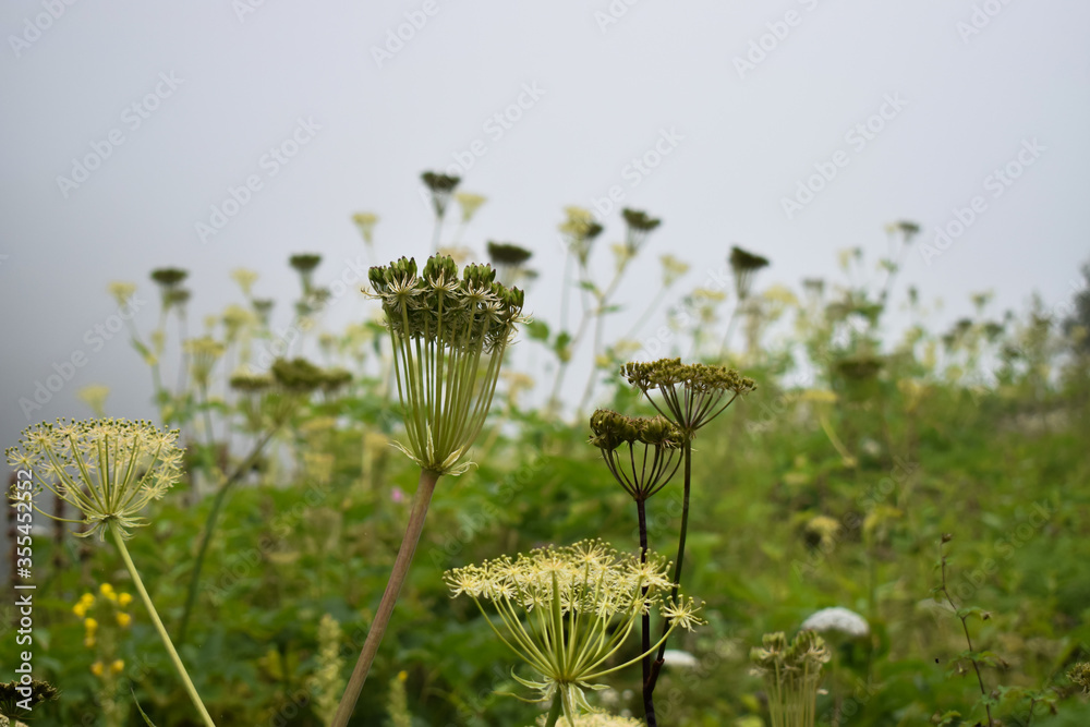 Himalayan flower/plant Heracleum candicans in abundance during monsoon ...