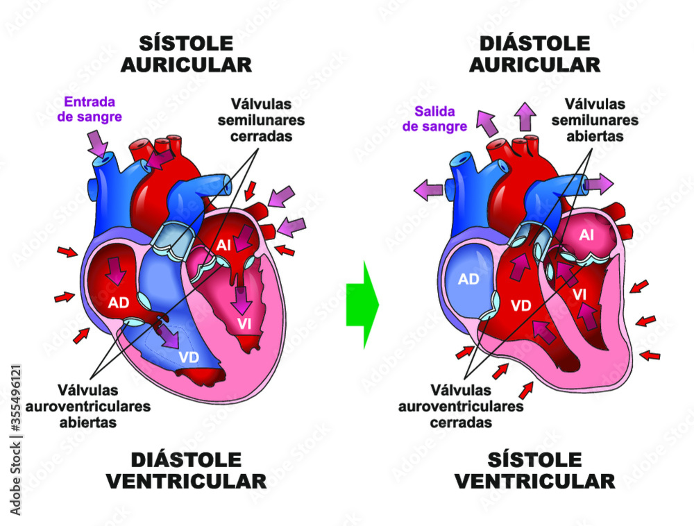 Vector de Stock Ciclo cardiaco en corazón humano: Sístole - Diástole ...