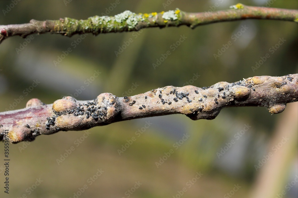 Characteristic damage to apple shoot caused by feeding by Woolly apple ...