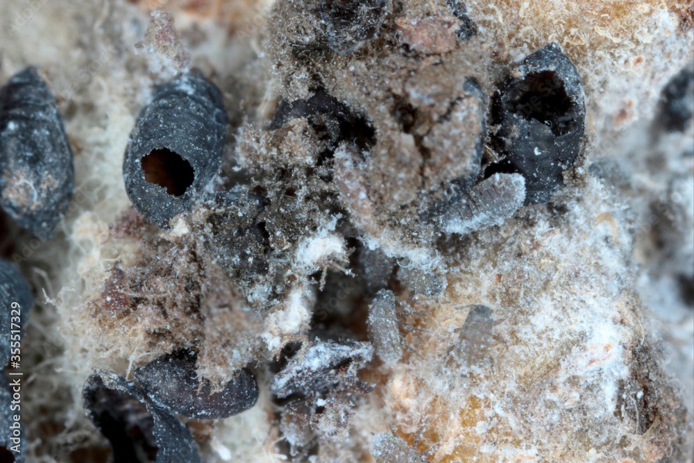 Colony of Woolly apple aphids or American blight (Eriosoma lanigerum ...