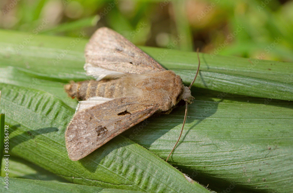 Owlet moth Noctuidae om maize, corn plant. Caterpillars of his insect ...