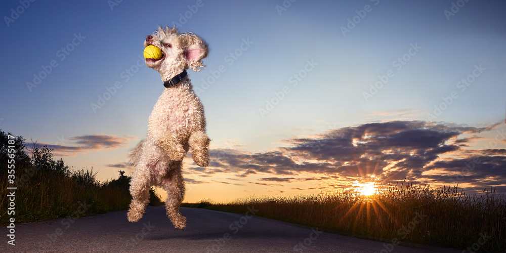 Photo Stock Inspiration concept - Miniature poodle, pure breed dog ...