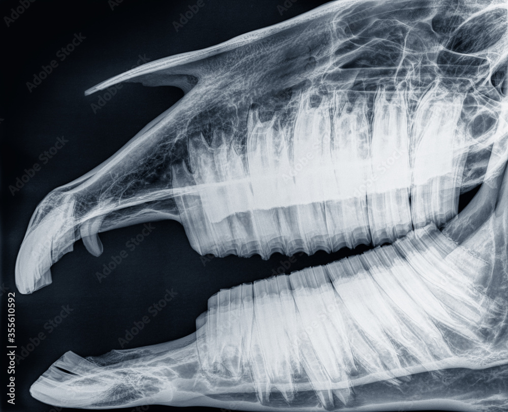 [BAB] å_X-ray of the skull of a horse, side view. Upper jaw (maxilla ...