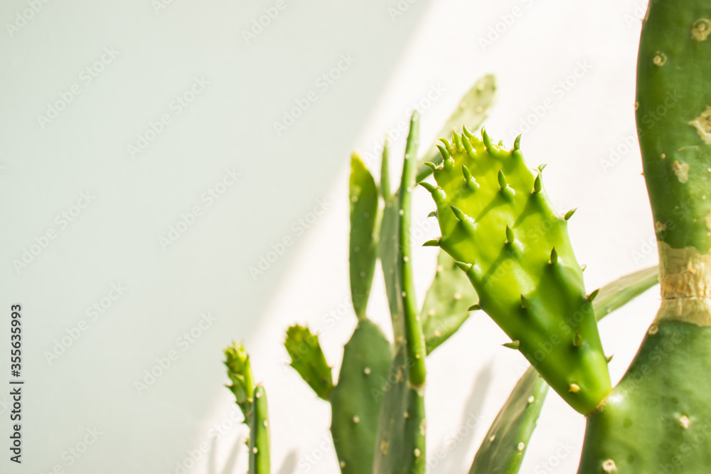 Photo Stock Estern prickly pear (Opuntia humifusa) Cactus with bright ...