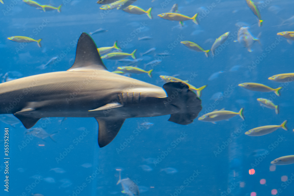 Stock-Foto „Hammerhead shark in the aquarium. The great hammerhead ...