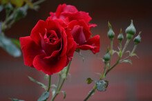 Red Rose Flower Free Stock Photo - Public Domain Pictures