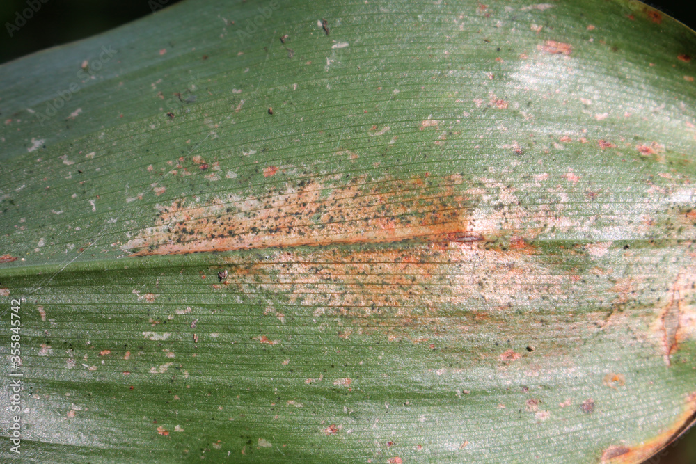 Foto de Stock Fungal infection caused by Botrytis convallariae on green ...