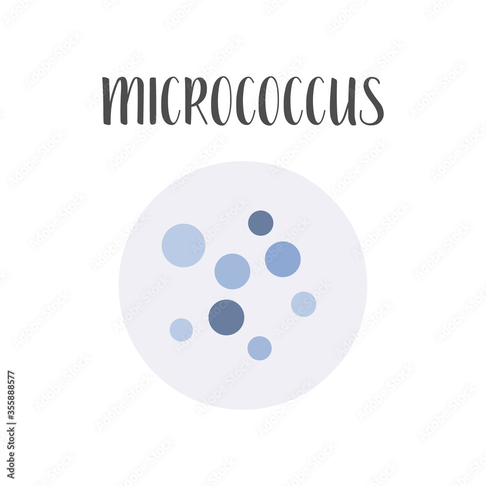 Micrococcus. Bacteria classification. Spherical shapes of bacteria ...