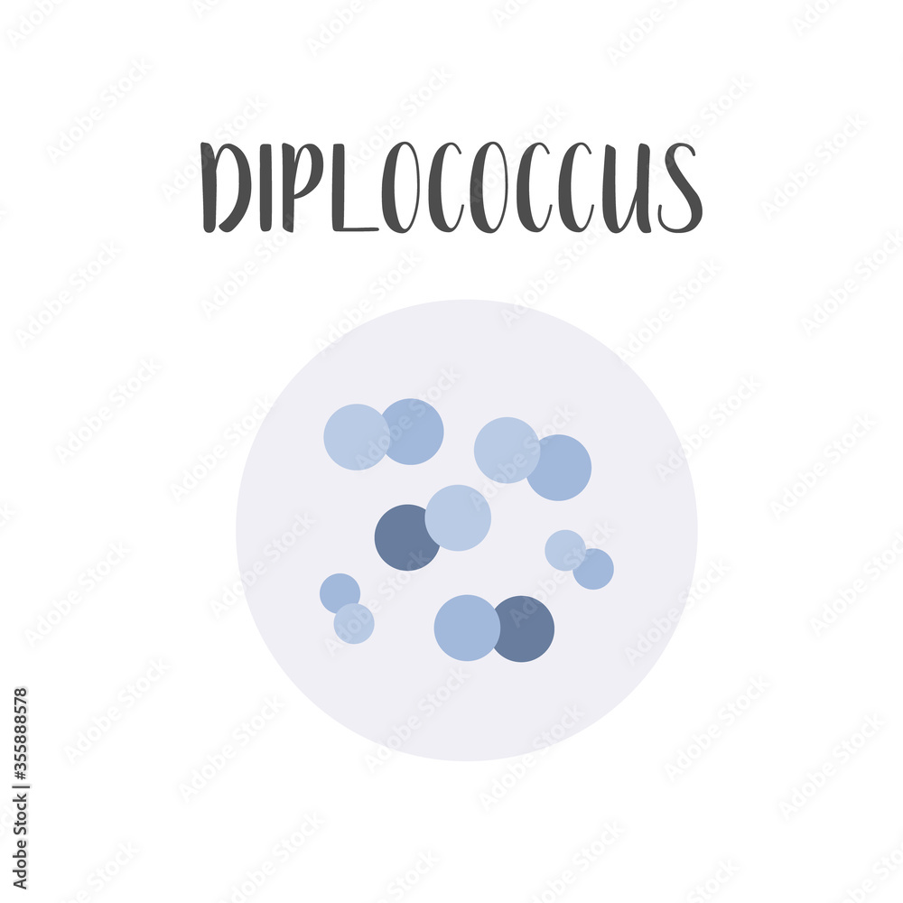 Diplococcus. Bacteria classification. Spherical shapes of bacteria ...