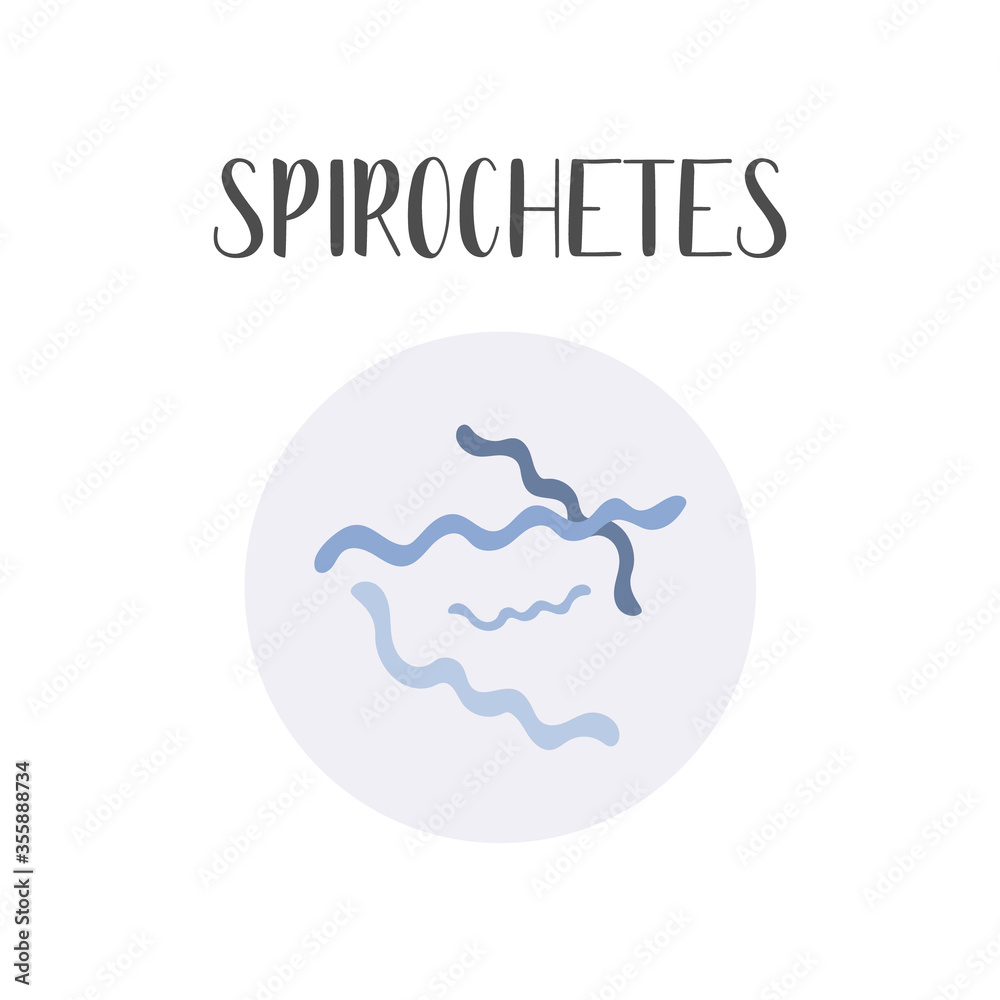Spirochetes. Bacteria classification. Spiral shapes of bacteria. Types ...