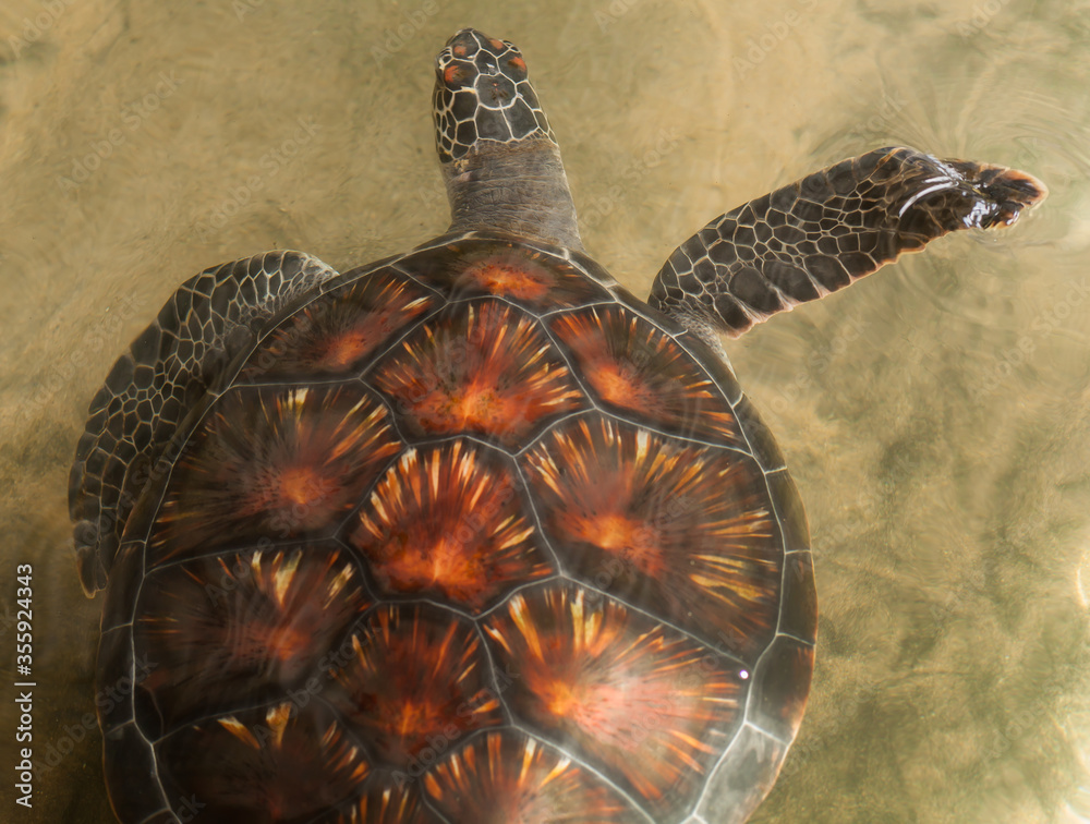 Turtles at a rescue station in Sri Lanka Stock Photo | Adobe Stock