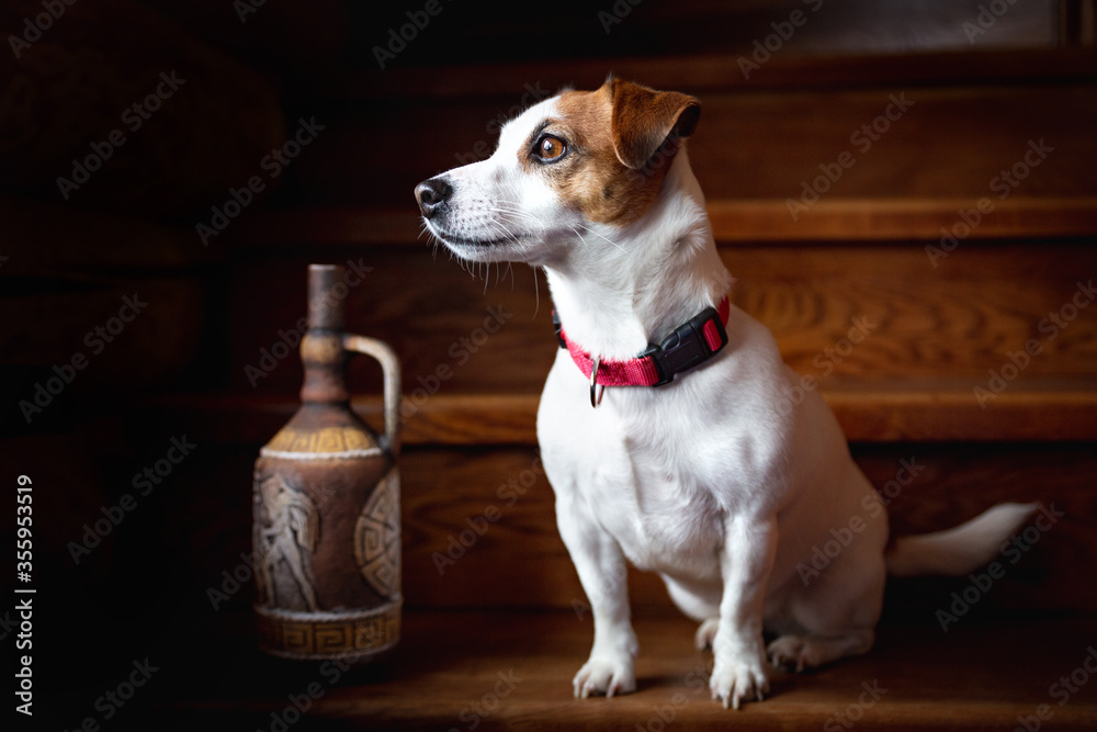 Portrait of a dog Jack Russell Terrier in a red collar, looking to the ...