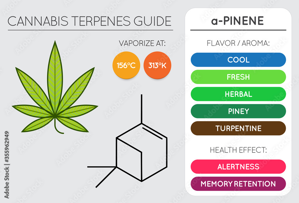 Cannabis Terpene Guide Information Chart. Aroma and Flavor with Health ...