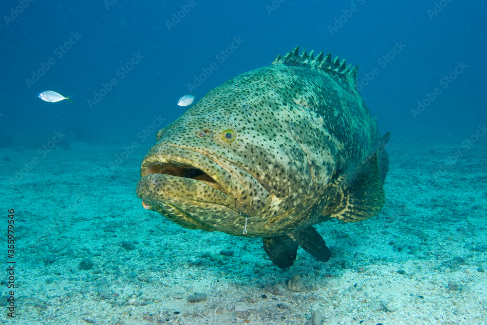 A large Goliath Grouper, Epinephelus itajara, an endangered species ...