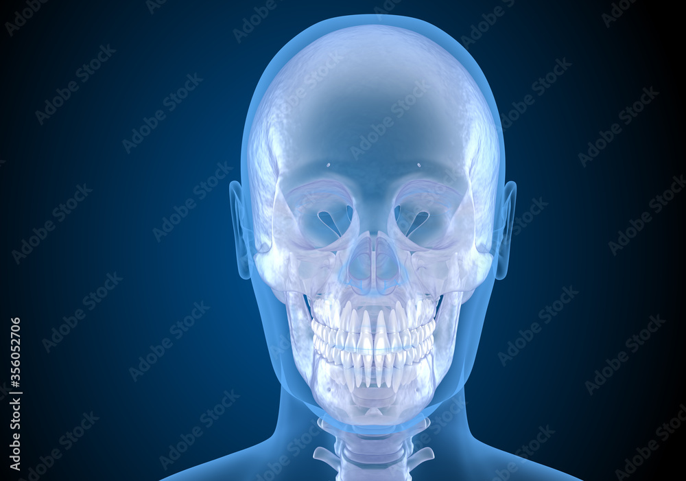 Human head in xray view. Medically accurate 3D illustration Stock ...