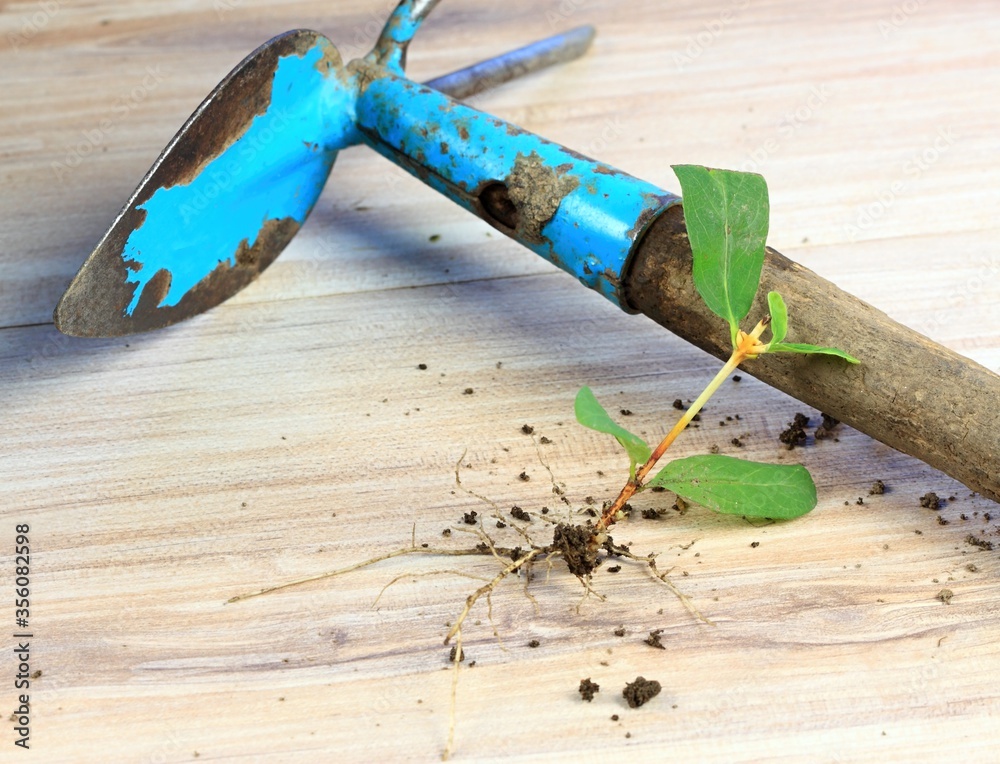 Vegetative reproduction in plants at home. New plants with roots grown ...