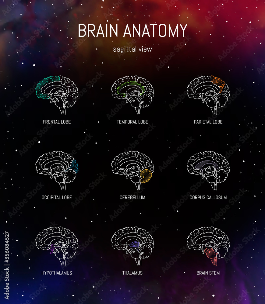Neuroscience infographic on space background. Human brain lobes and ...