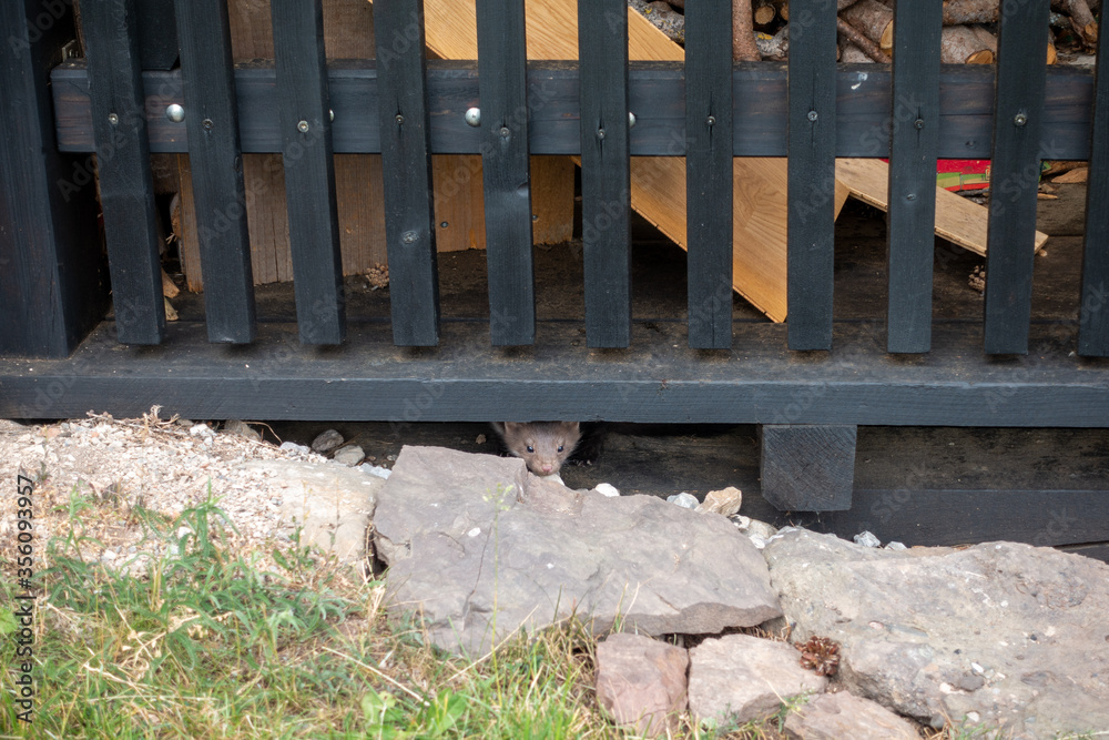 BABY MARDER . BABY MARTEN Stock Photo | Adobe Stock