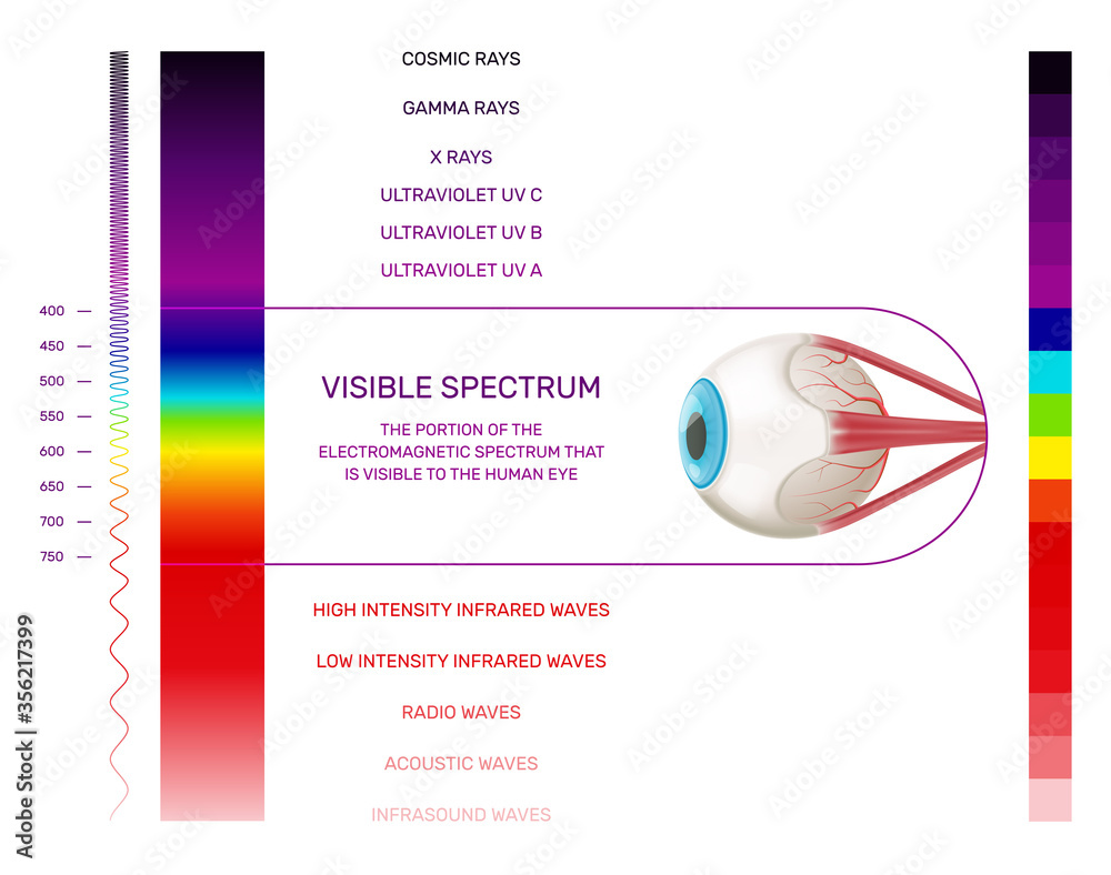 Visible Light Spectrum Infographics Stock Vector | Adobe Stock