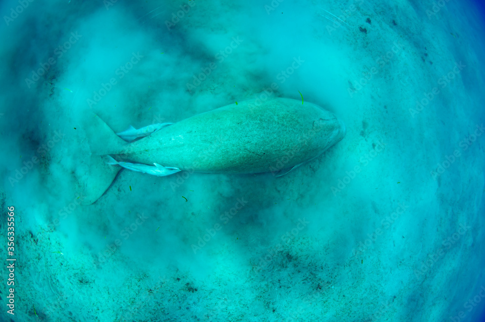 Close view on cute and amazing dugong.Underwater shot. A diver in ...