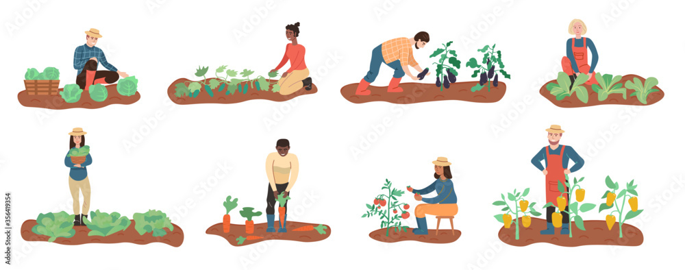Collection of organic stickers with the process of local growing ...