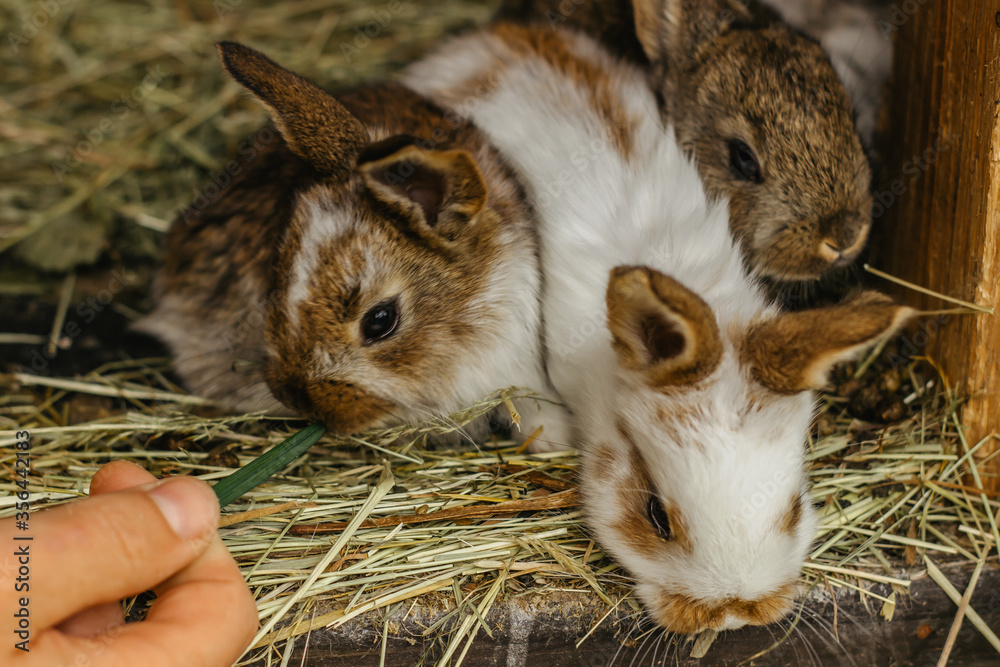 A group of domestic rabbits sitting on straw in a hutch.Little rabbits ...