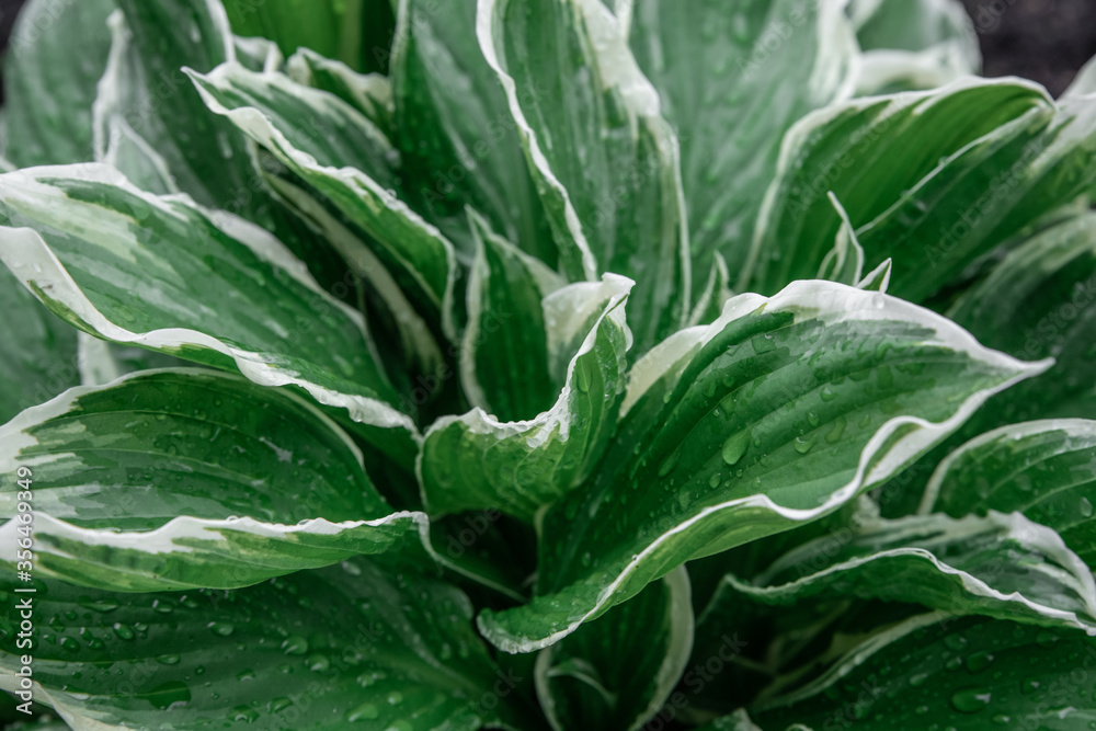 Green leaves with rain drops texture background. Natural background and ...