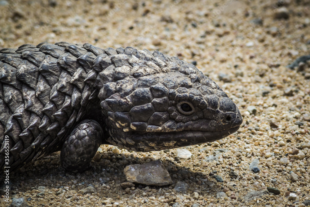 Shingleback, Two-Headed Skink, Stump-Tailed Skink, Bobtail - different ...