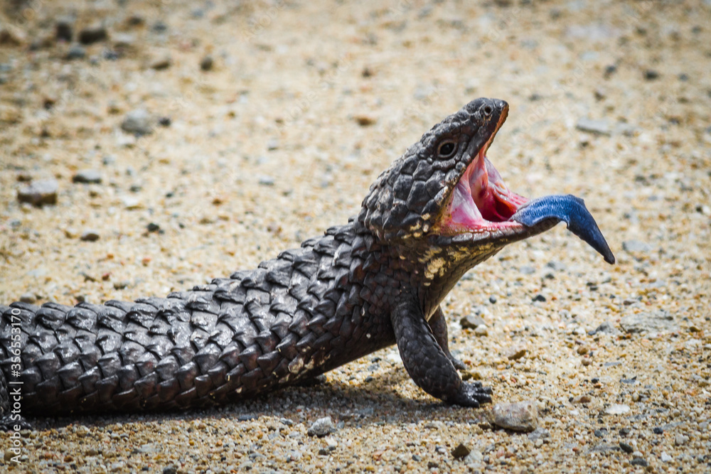 Shingleback, Two-Headed Skink, Stump-Tailed Skink, Bobtail - different ...