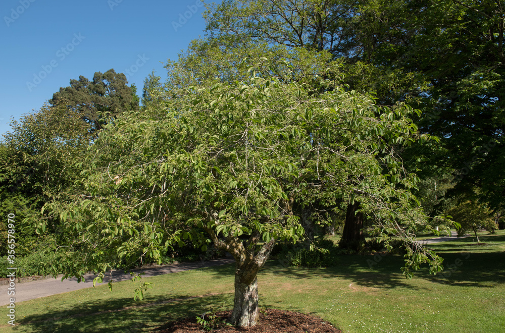 Summer Foliage of a Deciduous Hamilton's Spindletree or Himalayan ...