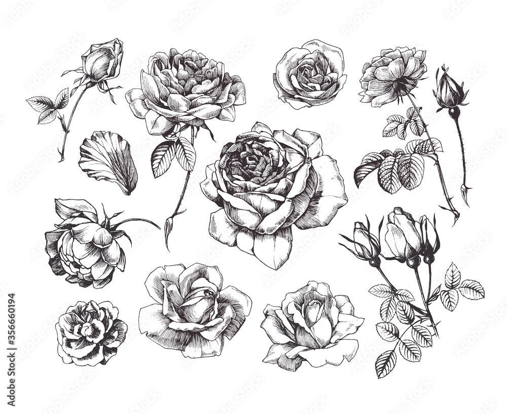Hand drawn rose illustrations, vintage style, isolated on white ...