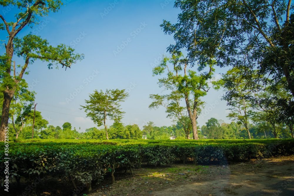 Green tea garden of Assam grown in lowland and Brahmaputra River Valley ...