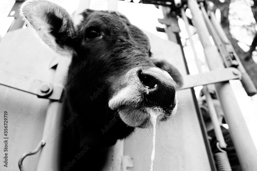 Calf in cattle chute drooling slobber, working cattle on farm in black ...