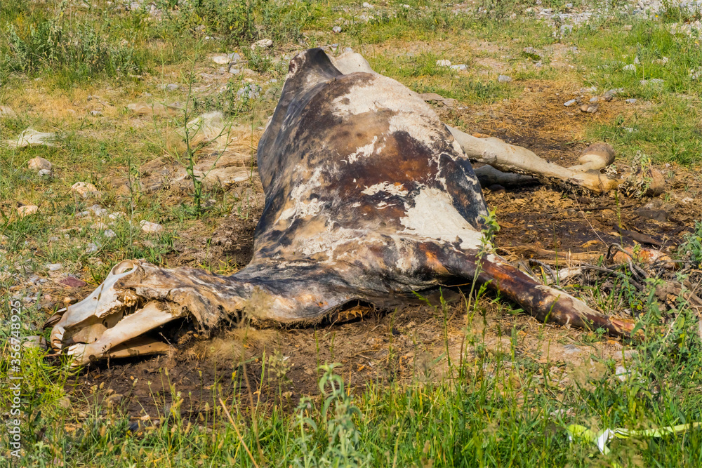 Foto The corpse of a horse in the wild. The body of a dead horse on the ...