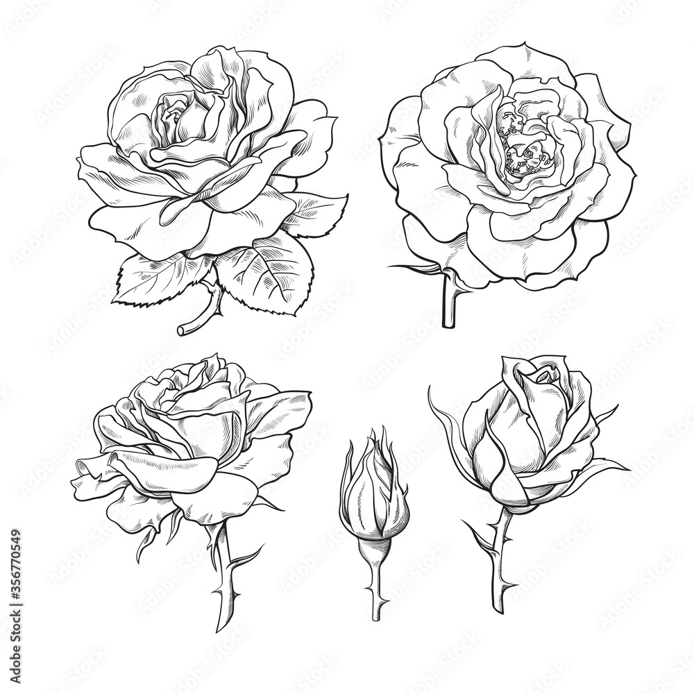Rose flowers set. Stages of rose blooming from closed bud to fully open ...